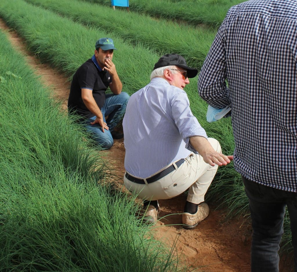 Home - Sipal , producer of aromatic herbs in Europe