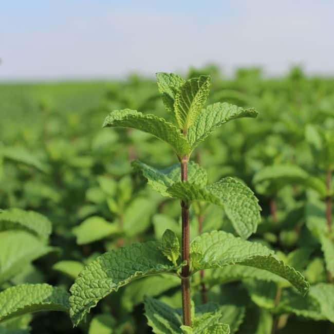 Home - Sipal , producer of aromatic herbs in Europe